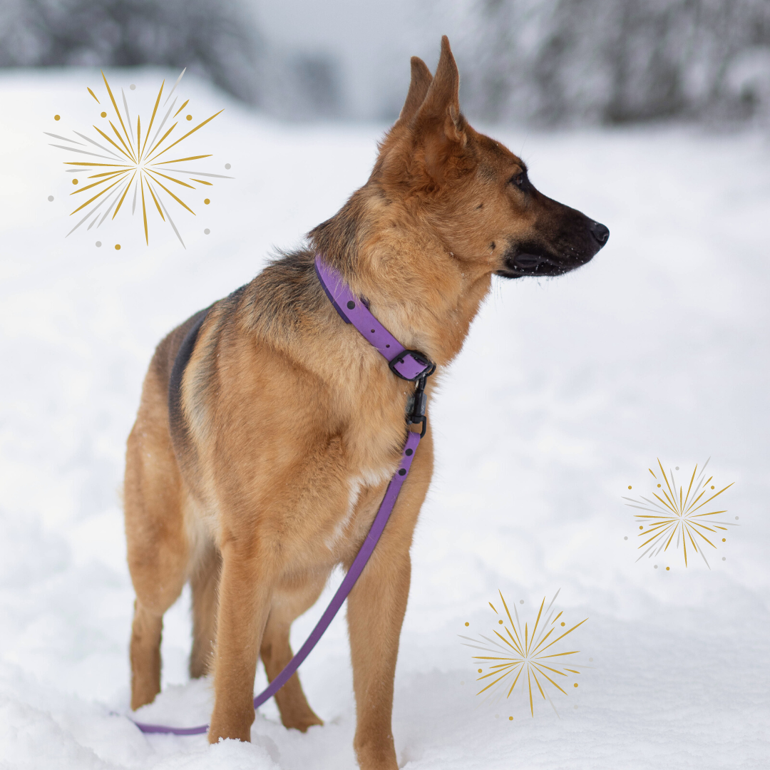 Collar 1'' doubled 1'' 1/2 heavy duty – BioWild Collars